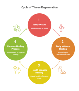 Tissue Regeneration Process for Healing Injuries